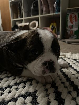 Mechanicsville, VA - Yorkie Poo/Boston Terrier. Meet Boston Terrier a ...