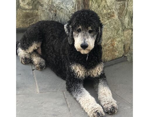 Potomac, MD - Poodle (Standard)/Labrador Retriever. Meet Raven a Pet ...