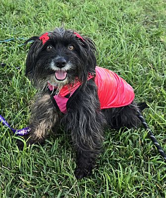 Fallbrook, CA - Labradoodle/Scottie, Scottish Terrier. Meet Monika a ...
