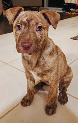 Berkley, MI - Labrador Retriever. Meet Ginger a Pet for Adoption ...