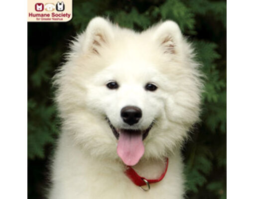 Nashua, NH - Samoyed/Mixed Breed (Medium). Meet Winter a Pet for ...