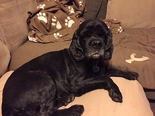 Picayune, MS - Cocker Spaniel. Meet Max a Pet for Adoption - AdoptaPet.com