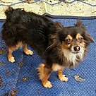 Papillon Puppies - Papillon Rescue and Adoption Near You