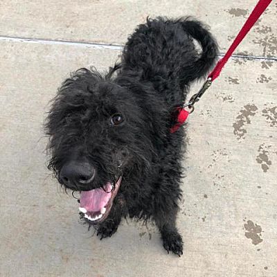 Pittsburgh, PA - Poodle (Standard)/Mixed Breed (Medium). Meet Harold a ...