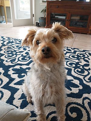 Hanahan, SC - Yorkie, Yorkshire Terrier/Mutt. Meet Chewbacca a Pet for ...