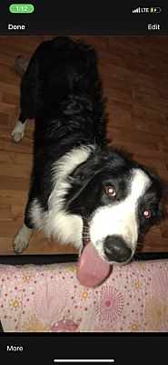 Florence, KY - Border Collie. Meet Oreo a Pet for Adoption - AdoptaPet.com