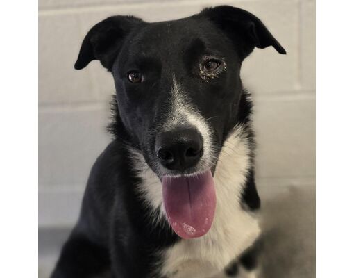 Kanab, UT - Border Collie/Mixed Breed (Medium). Meet Steve Inskeep a ...