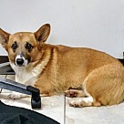 Corgi Puppies - Corgi Rescue and Adoption Near You