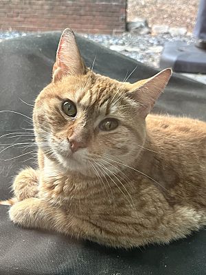 Atlanta, GA - Tabby. Meet Pepito a Pet for Adoption - AdoptaPet.com