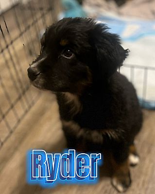 Mesa, AZ - Australian Shepherd. Meet Ryder a Pet for Adoption - AdoptaPet.com