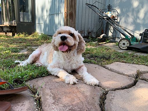 Jacksonville, FL - Cockapoo. Meet Frankie a Pet for Adoption ...