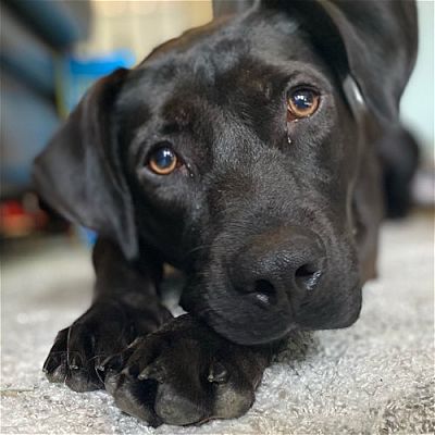 Bloomington, IL - Labrador Retriever. Meet Ebony a Pet for Adoption ...