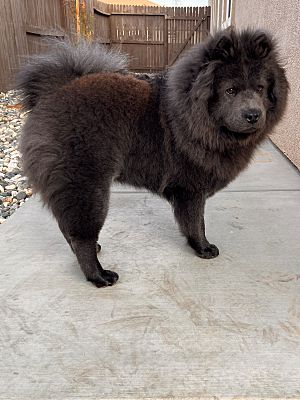 Sacramento, CA - Chow Chow. Meet Mia a Pet for Adoption - AdoptaPet.com