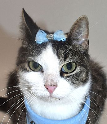 Springfield, OH - Domestic Shorthair. Meet Frostie a Pet for Adoption ...