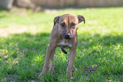Sebastian, FL - Black Mouth Cur/Mountain Cur. Meet Rose a Pet for ...