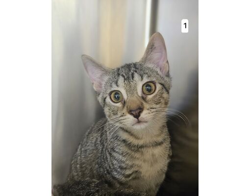 Independence, MO - Domestic Shorthair/Domestic Mediumhair. Meet Gerard ...