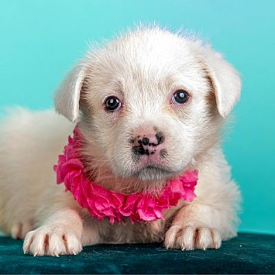 Cincinnati, OH - Mixed Breed (Medium)/Labrador Retriever. Meet Pearl a ...