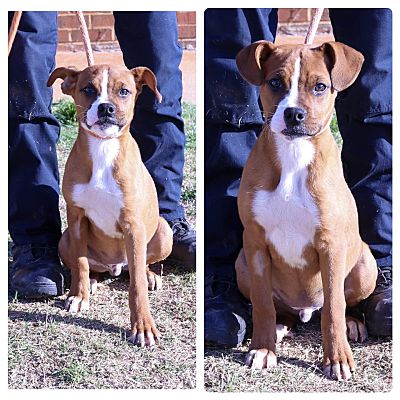 Stillwater, OK - Boxer. Meet Tripp a Pet for Adoption - AdoptaPet.com