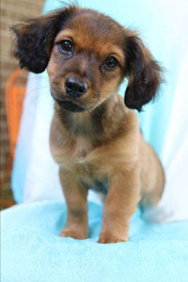 Allentown, PA - Dachshund/Pekingese. Meet Gabby a Pet for Adoption ...