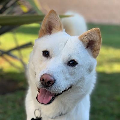 Los Angeles, CA - Jindo/Spitz (Unknown Type, Medium). Meet Ellen IN LA ...