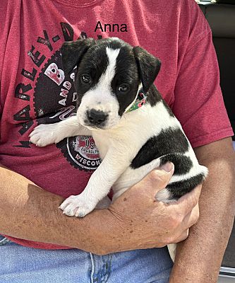 Sparta, NJ - Beagle/Jack Russell Terrier. Meet Anna a Pet for Adoption ...