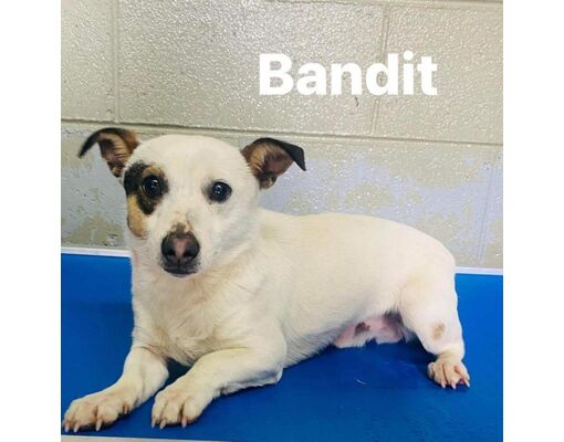 Fairfax Station, VA - Jack Russell Terrier. Meet Bandit a Pet for ...