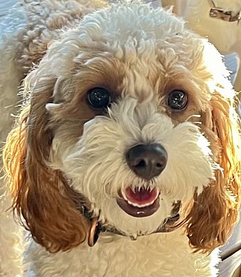 Fisherville, KY - Cavapoo. Meet Teddy a Pet for Adoption - AdoptaPet.com