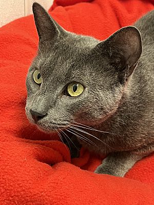 Harrison, NY - Domestic Shorthair. Meet Matt a Pet for Adoption ...