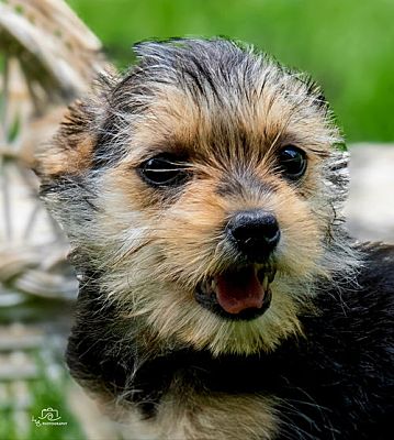 Norfolk, VA - Yorkie, Yorkshire Terrier. Meet PUPPY BABYDOLL BITZI a ...