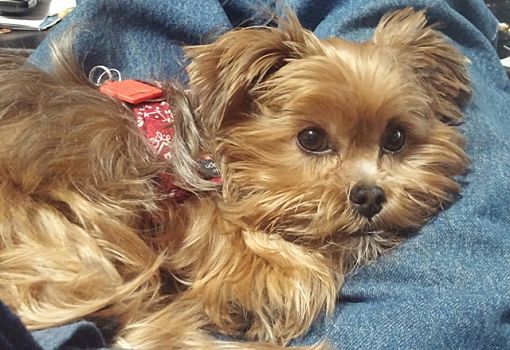 Eden Prairie, MN - Shih Tzu/Yorkie, Yorkshire Terrier. Meet MIA-pending ...