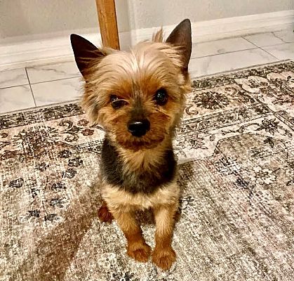 Orlando, FL - Yorkie, Yorkshire Terrier. Meet Samoa a Pet for Adoption ...