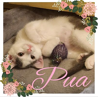 Phoenix, AZ - Domestic Shorthair. Meet Pua a Pet for Adoption ...