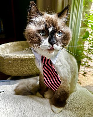 Woodbridge, VA - Ragdoll. Meet Reggie Ragdoll (Snuggly!) a Pet for ...