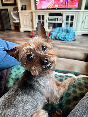Charlotte, NC - Yorkie, Yorkshire Terrier. Meet Harper a Pet for ...