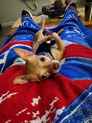 Hawk Point, MO - Chihuahua. Meet Luke Skywalker a Pet for Adoption ...