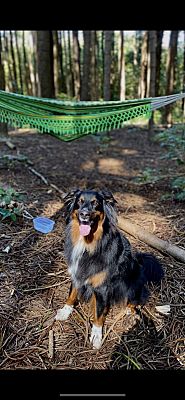 Lahaina, HI - Australian Shepherd. Meet Rama a Pet for Adoption ...