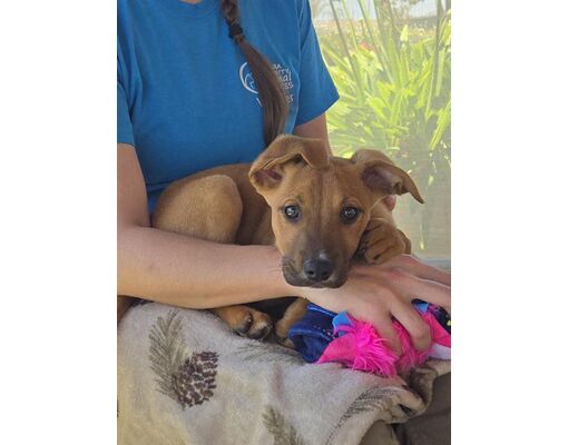 Camarillo, CA - Labrador Retriever/German Shepherd Dog. Meet *EDGAR a ...