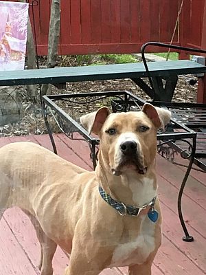 Morgantown, IN - Rhodesian Ridgeback/American Pit Bull Terrier. Meet ...