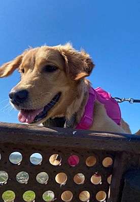 Simi Valley, CA - Golden Retriever. Meet Molly a Pet for Adoption ...