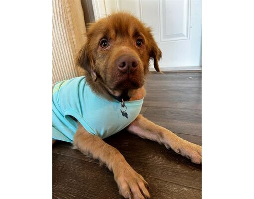 Louisville, KY - Labrador Retriever. Meet POT ROAST a Pet for Adoption ...