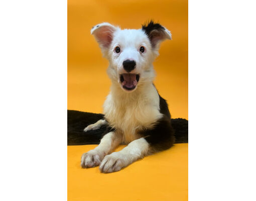 Spanish Fork, UT - Border Collie/Mixed Breed (Medium). Meet 86515 Skip ...