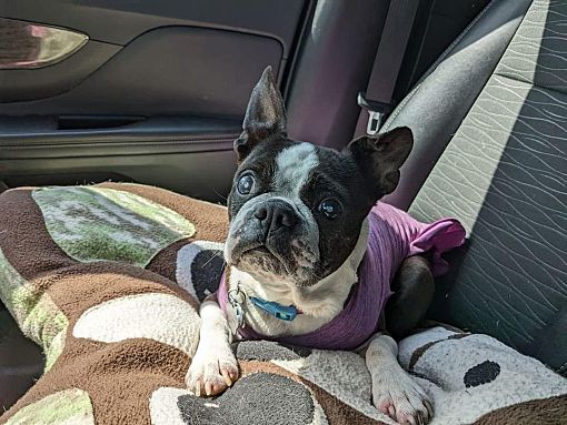 Huntington Beach, CA - Boston Terrier. Meet Josie a Pet for Adoption ...