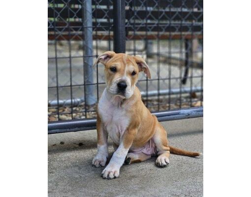 Wooster, OH - Shar Pei/Labrador Retriever. Meet Frenchie a Pet for ...