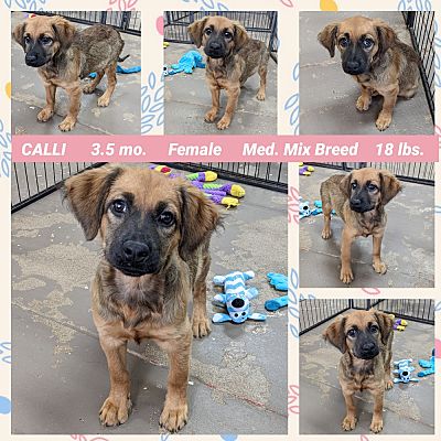 Mesa, AZ - Labrador Retriever/Shepherd (Unknown Type). Meet CALLI a Pet ...