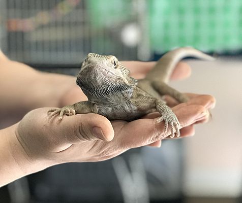 Montclair, CA - Lizard. Meet Frankie a Pet for Adoption - AdoptaPet.com
