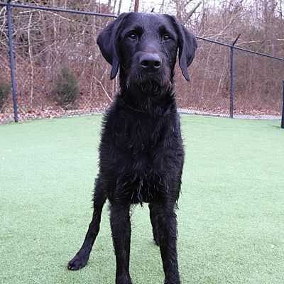 Chatham, NJ - German Wirehaired Pointer/Labrador Retriever. Meet ...