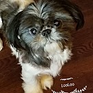 Shih Tzu Puppies - Shih Tzu Rescue and Adoption Near You