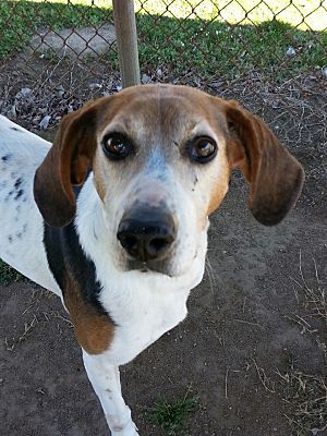 Colonial Heights, VA - Hound (Unknown Type). Meet Gloria a Pet for ...
