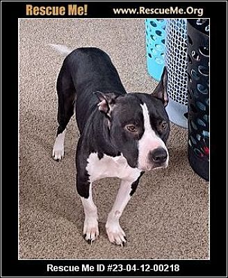 Benton, PA - American Staffordshire Terrier. Meet Roadie a Pet for ...
