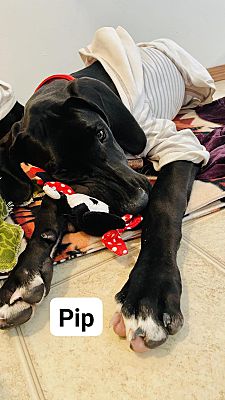 Appleton, WI - Great Dane. Meet Pip a Pet for Adoption - AdoptaPet.com